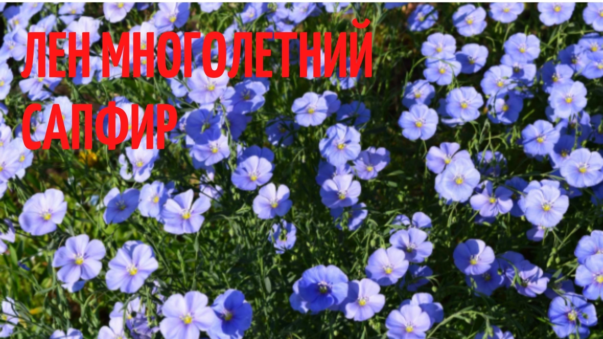 Лен многолетний. Сапфир. Красивое растение, способное украсить клумбу