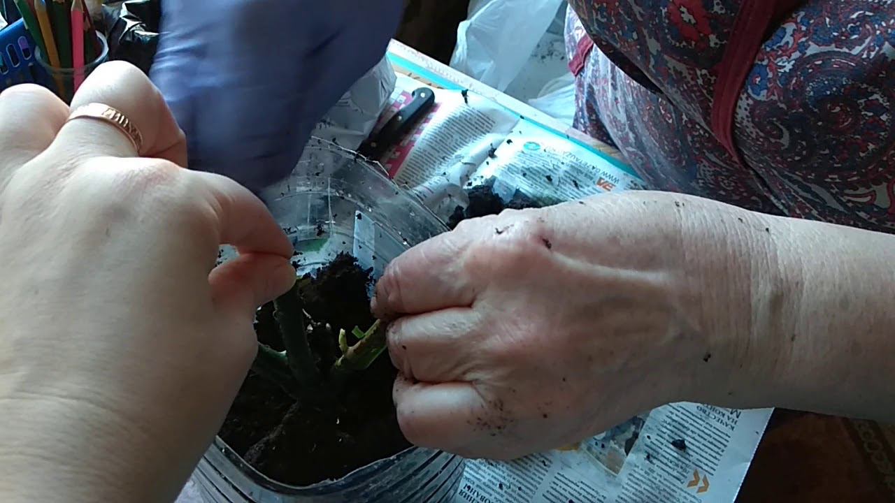 Сажаем чайно-гибридную розу Циркус в пластиковый контейнер