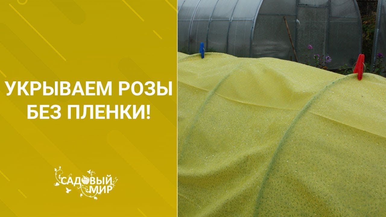Укрываем розы без пленки!