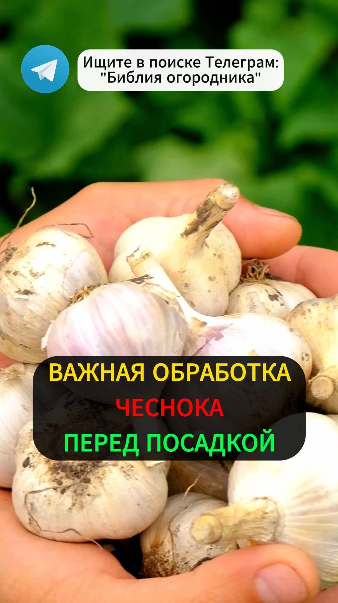 Не сажайте Чеснок, пока не посмотрите это видео! Обязательно обработайте...