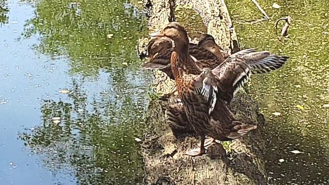 Утка натирает перья клювом