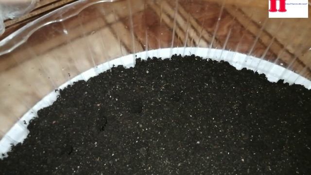 Влог:Сею редиску/ моя рассада