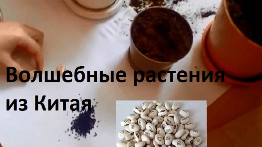 Волшебные растения из Китая