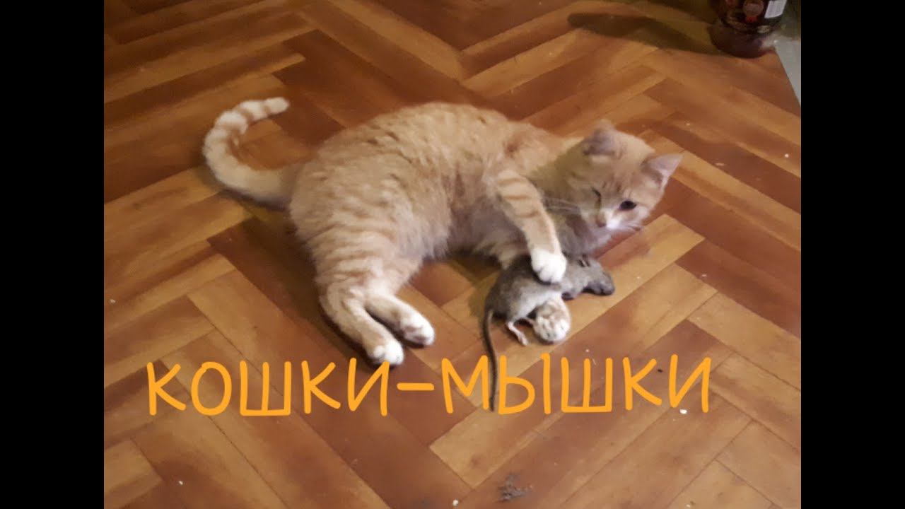 Котенок Гуся (8 мес) поймала крысу! 30 ноября 2019 г.