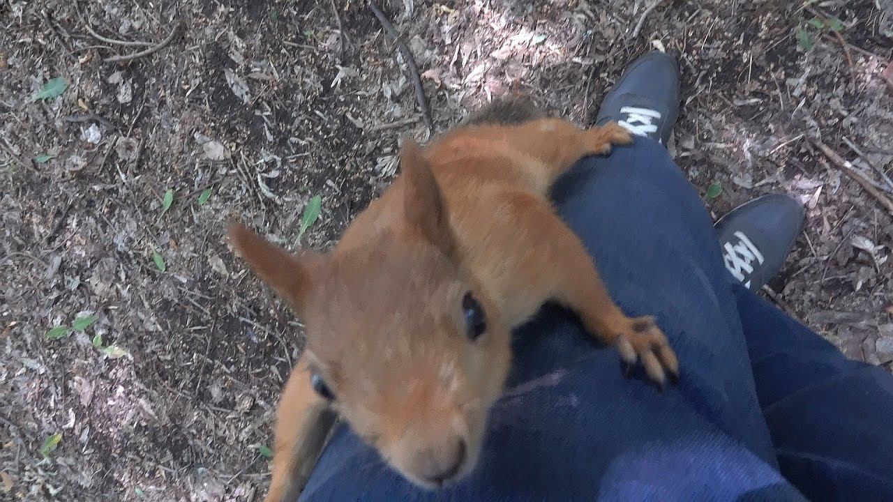 Белочки (15.07.2023)