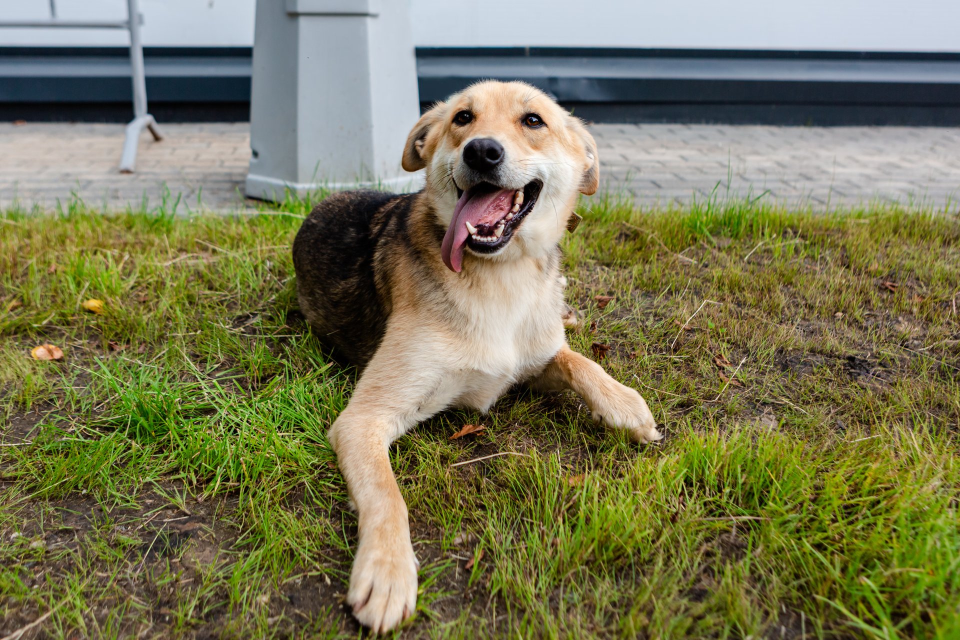 Забавы молодых. Макс и Финик - чудные песики , добрые и весёлые. Им очень нужен дом