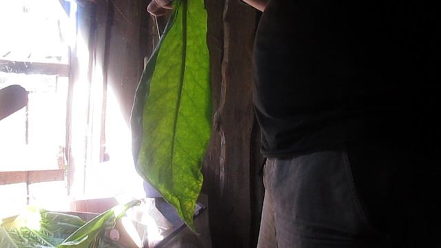 как вешать табак на сушку.