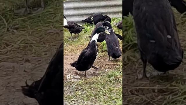 жизнь уток 27 #ducklife 27 #villagelife #duck #village #деревня #утки