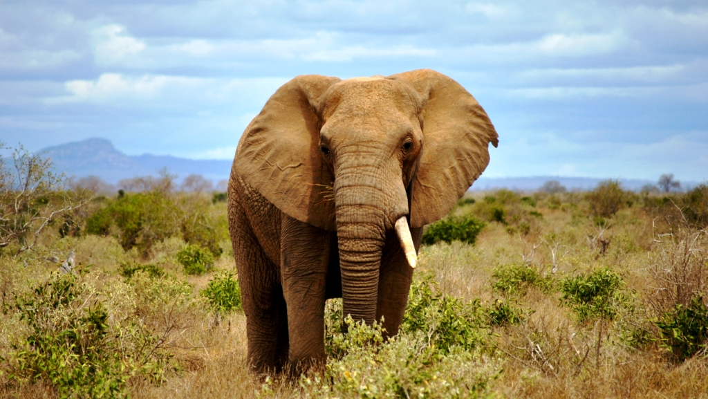 К.Сен-Санс. Карнавал животных.5.