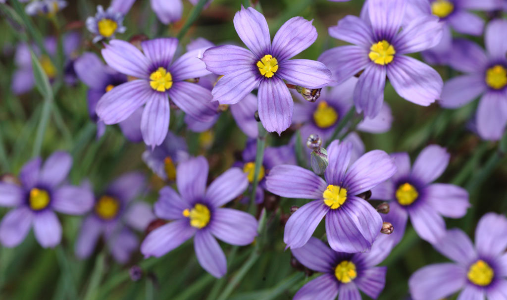 «Сисюринхиум» РЕЛАКС ТЕРАПИЯ ИМПРОВИЗАЦИЯ композитор Виктор Анохин #музыка #piano #цветы #bossanova