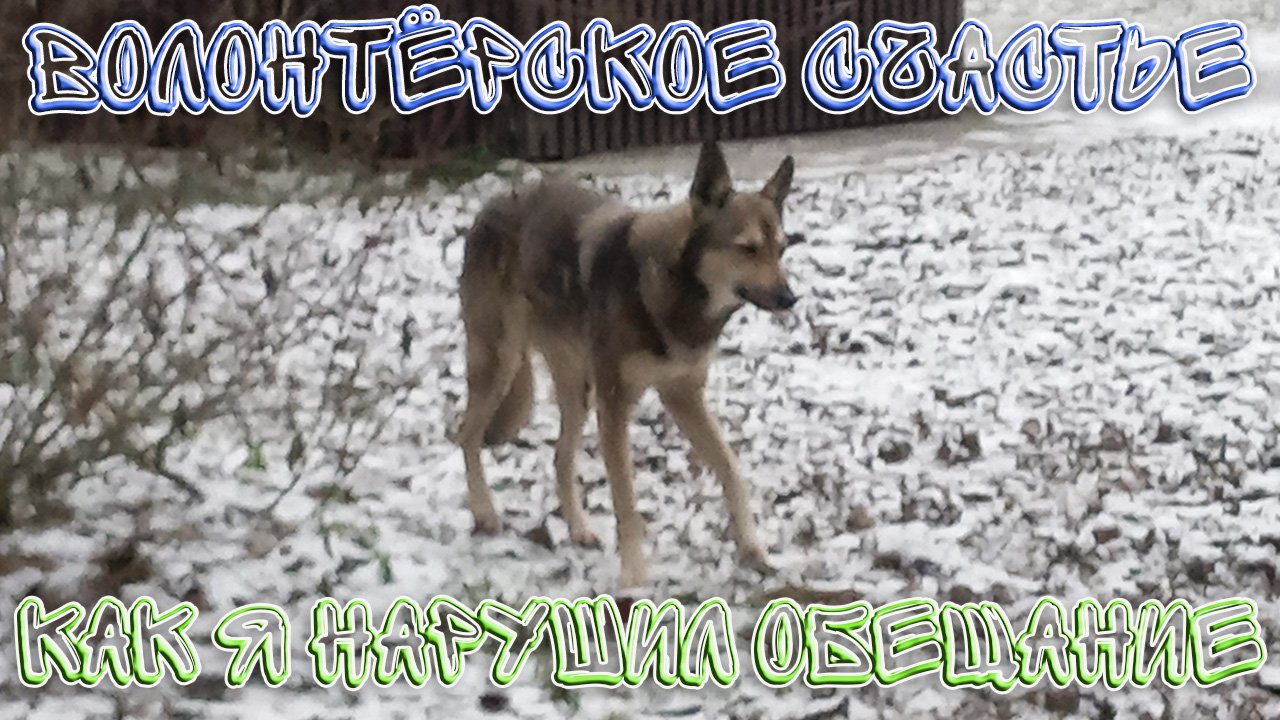 Как я нарушил обещание / Волонтерское счастье