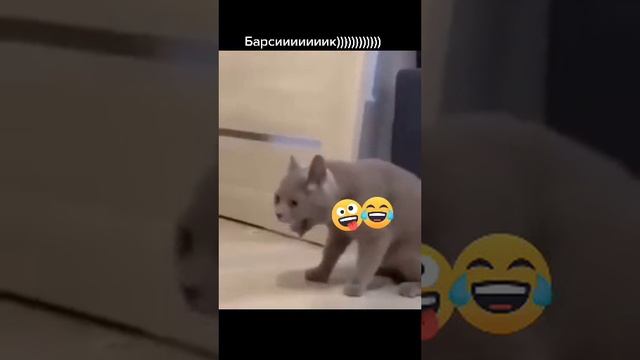 Смешное видео про животных! Кот Костян! Кошка Лена! Забавные животные видео! ??? БАРСИК!!!