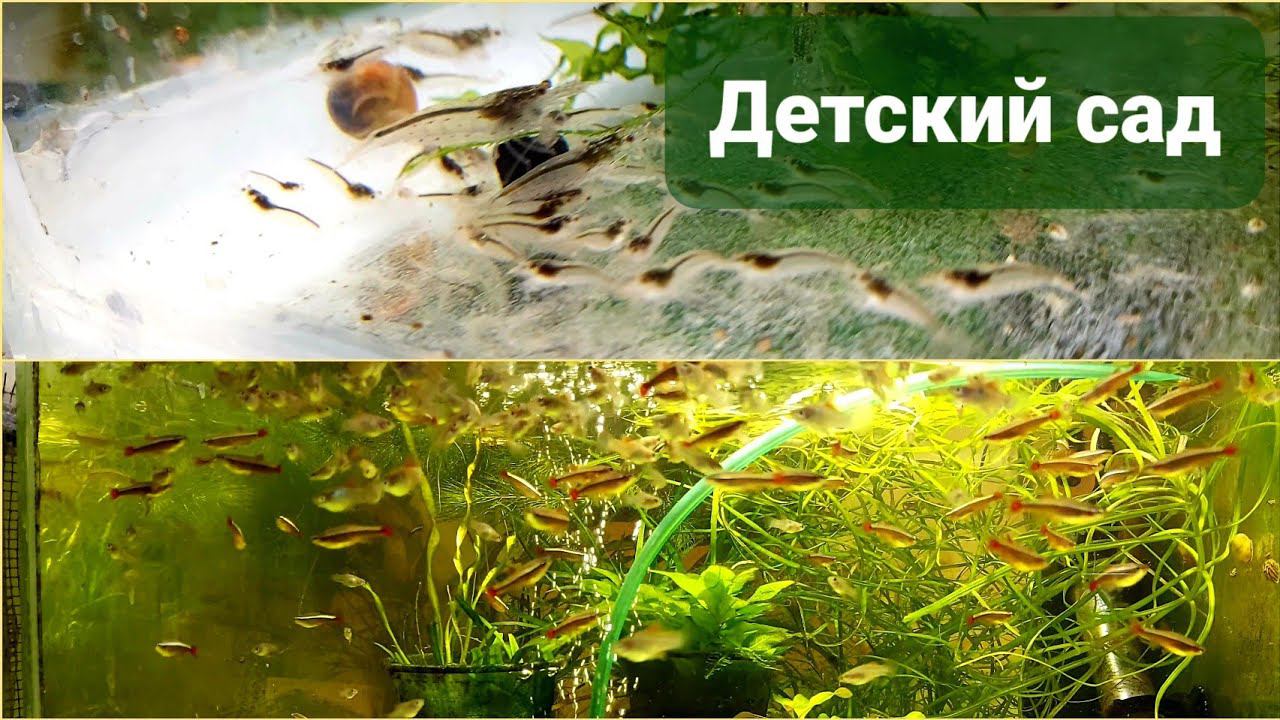 Детки за стеклом