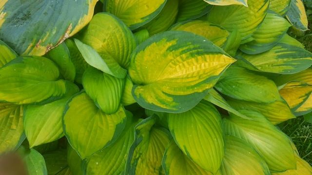 хоста COLOR GLORY