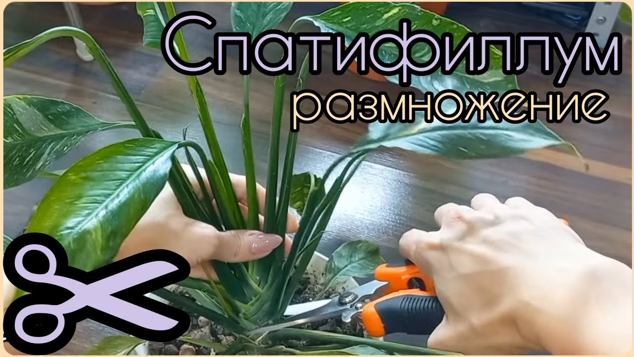 Из одного старого СПАТИФИЛЛУМА четыре новых?Размножение без боковых порослей?Женское счастье?