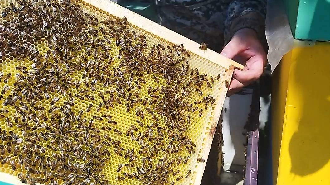 Исправление семьи трутовки за 3 дня