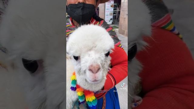 0369d79b1f347ac2a6a1c22ccdb75637.mp4