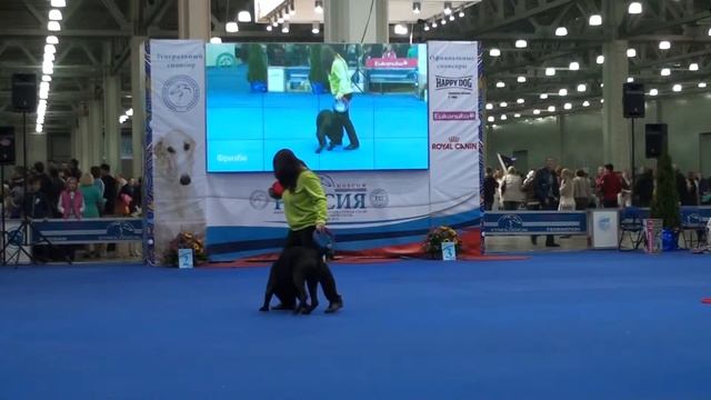 Показательные выступления Ирина и Чак