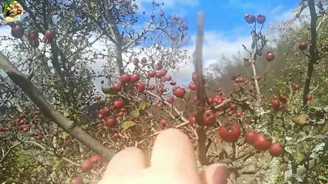 Дикие, полезные ягоды..