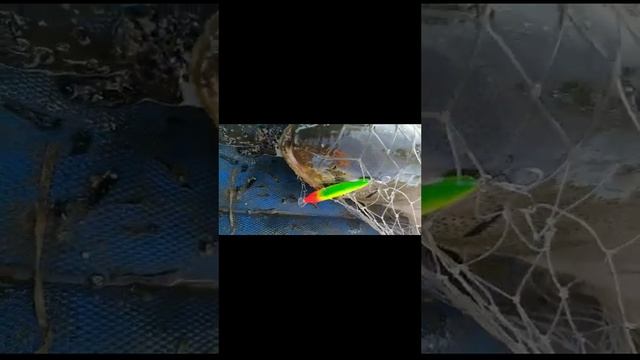 Ловля тайменя на воблер 80 мм (13 гр) от Mr. Musurok