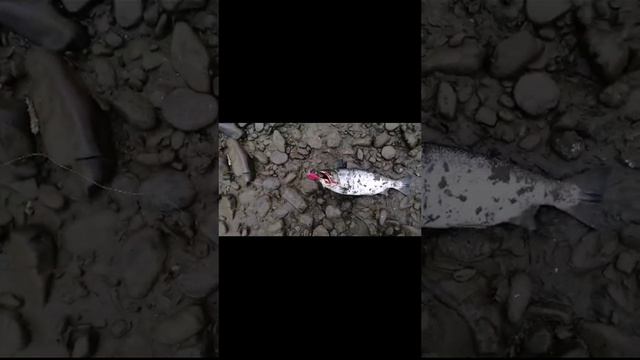 Ловля симы на воблер 80 мм (13 гр) от Mr. Musurok