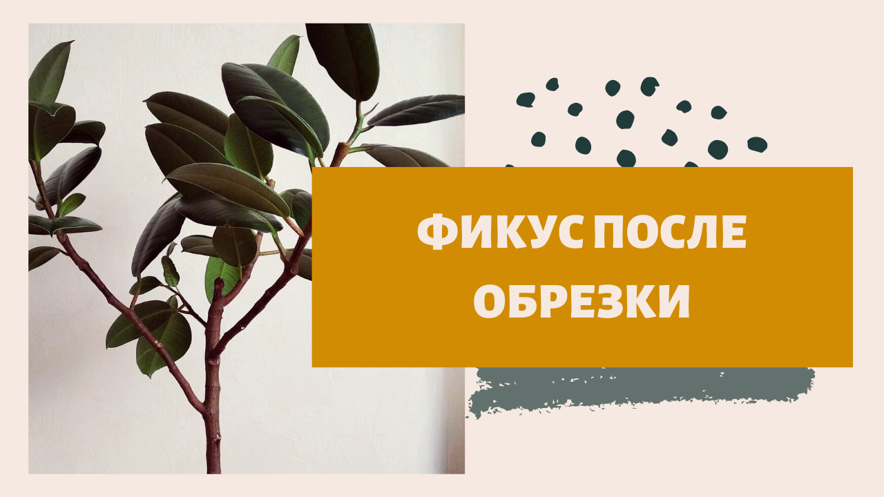 Что будет с фикусом после обрезки?!