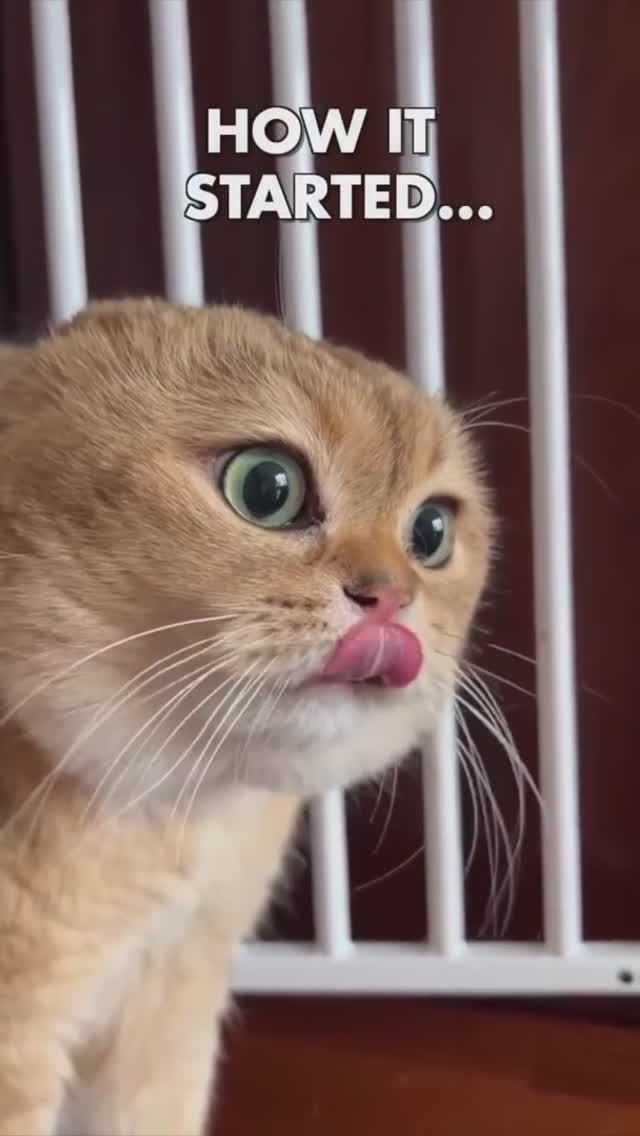 Hold Onto My Fur LIVE 😸✨