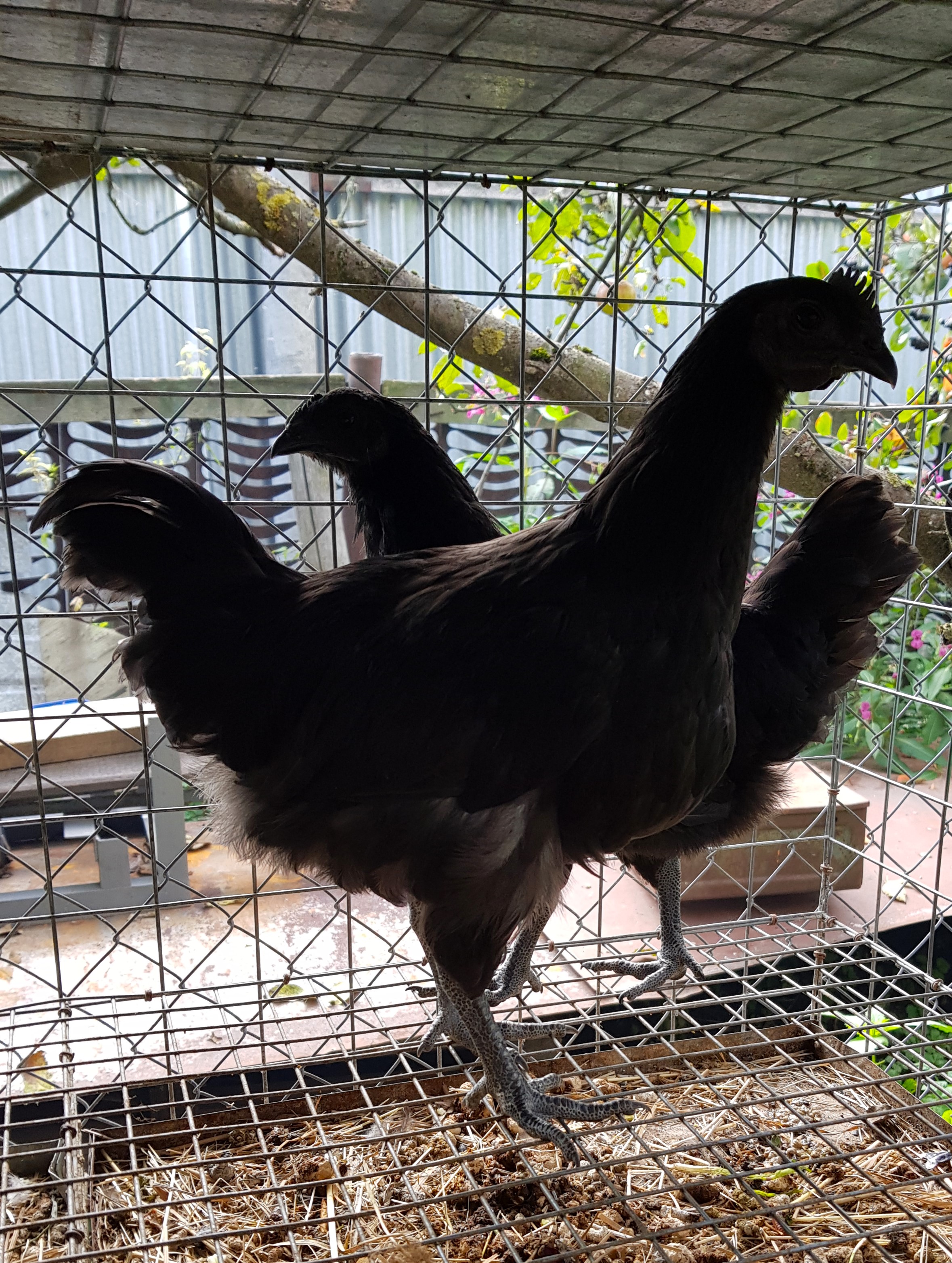 Ухейилюй - легенда Поднебесной