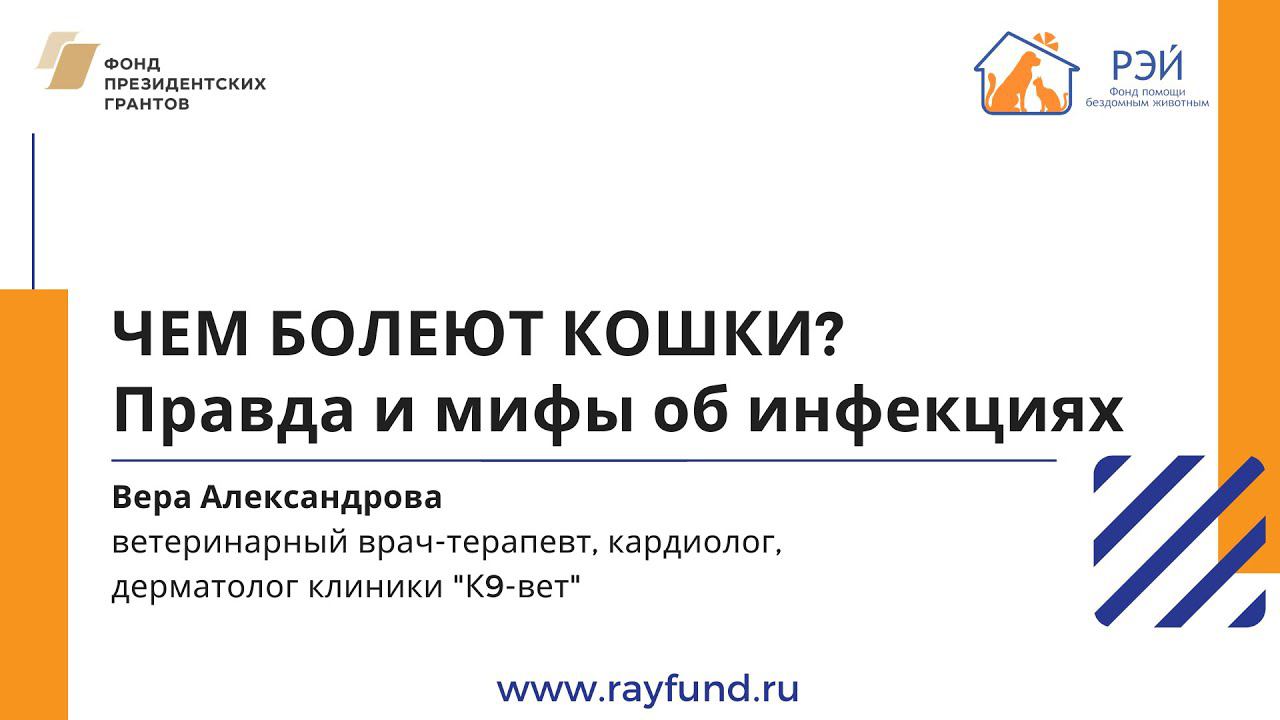 Чем болеют кошки? Правда и мифы об инфекциях