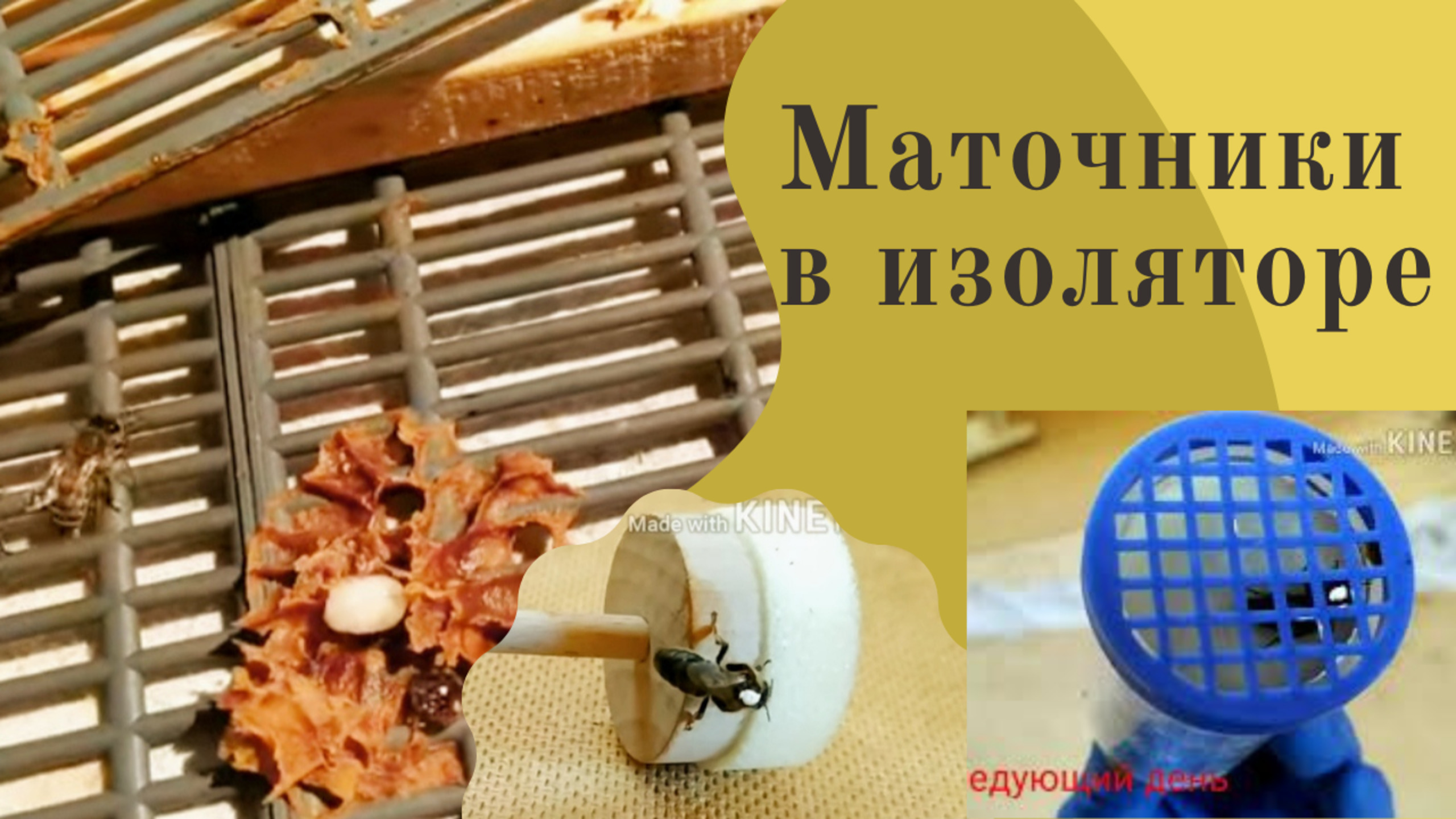 Пчёлы. Семья на трех корпусах. В изоляторе маточники.