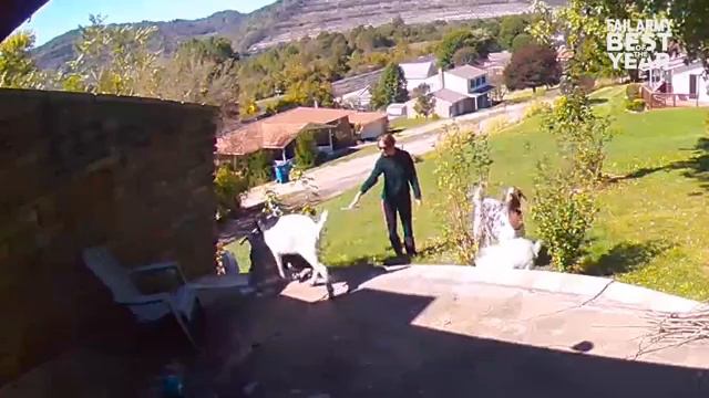 Приколы с животными 003