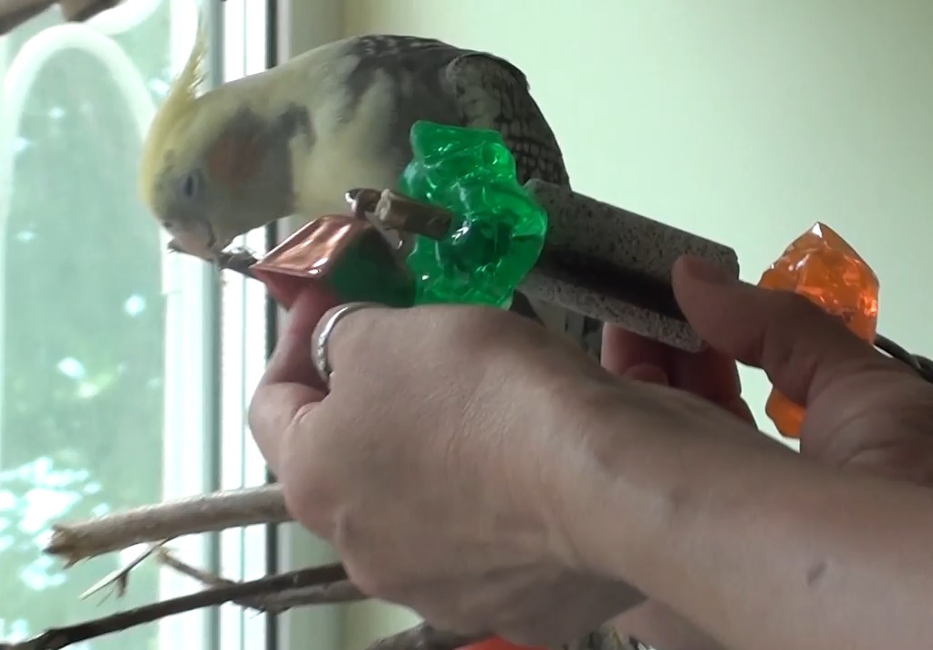 Приручение к руке с помощью игрушки. Корелла 4мес.Попугай на прогулке.