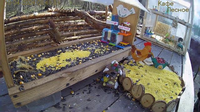 Весенний танец воробья