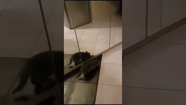 Когда котенок только приехал и нескем играть