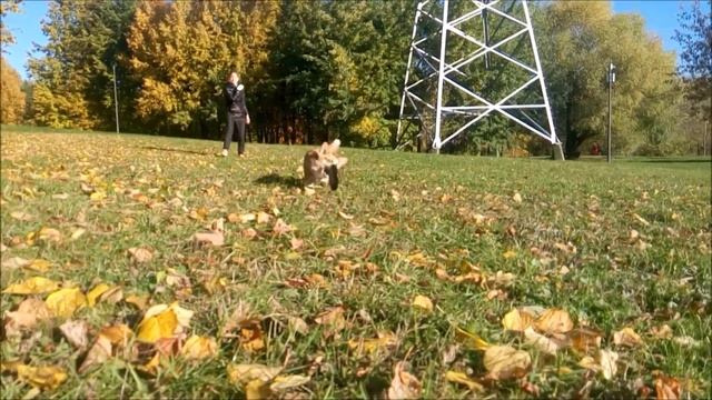 корги пемброк Бандит - тренировки на Вернадского.mp4