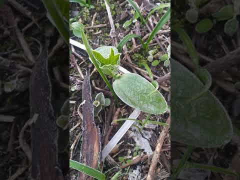 #заморозки, #огород.  Сорняки замёрзли, а тыквы благодаря препарату Биогидрис держатся!