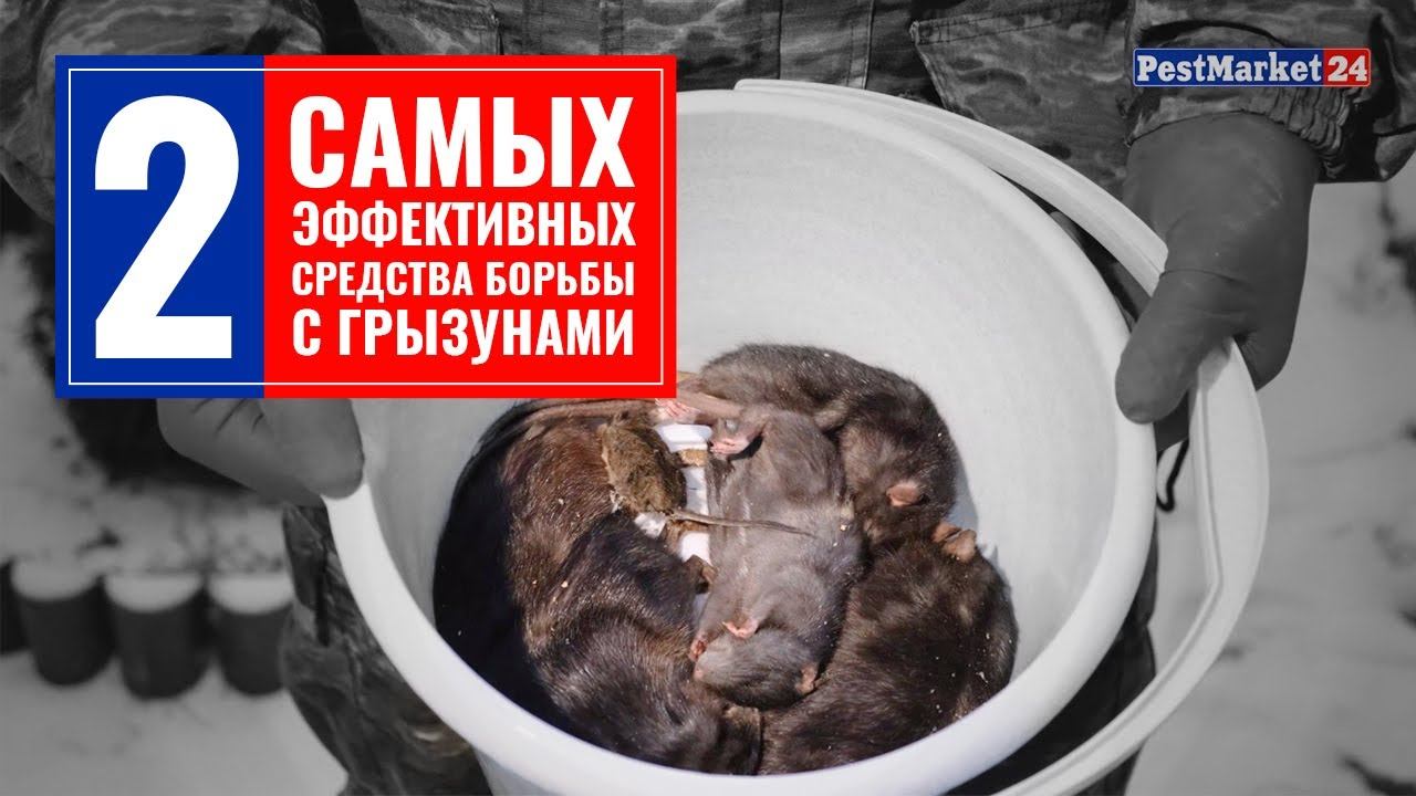 2 самых эффективных средства борьбы с грызунами