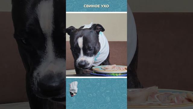 Свиное ухо! Оценка от стаффи 🍽️ #стаффи #повар #свинина #ухо #рецепт #собака #кухня #животные