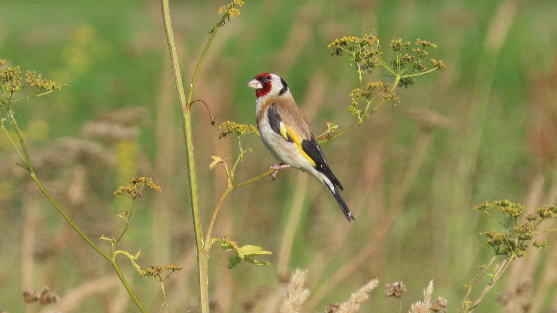 Щеглы_#3, Крылатское, 03 августа 2024