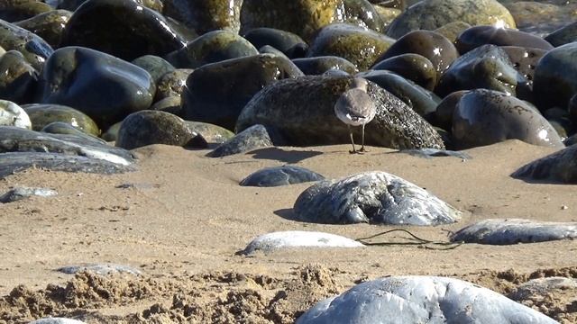 На берегу моря (сентябрь2022г)/птички-невелички