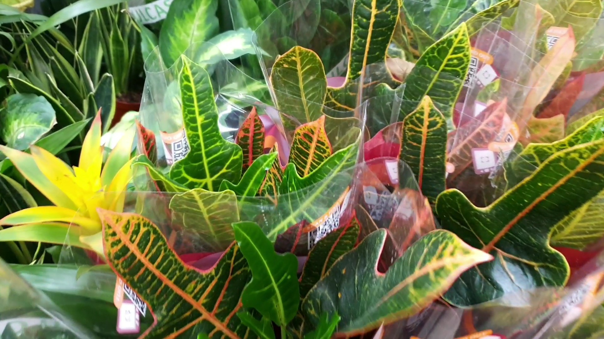 АШАН?КОМНАТНЫЕ ЦВЕТОЧКИ?⚘?