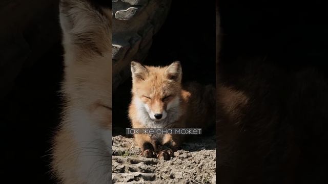 Лиса и выносливость