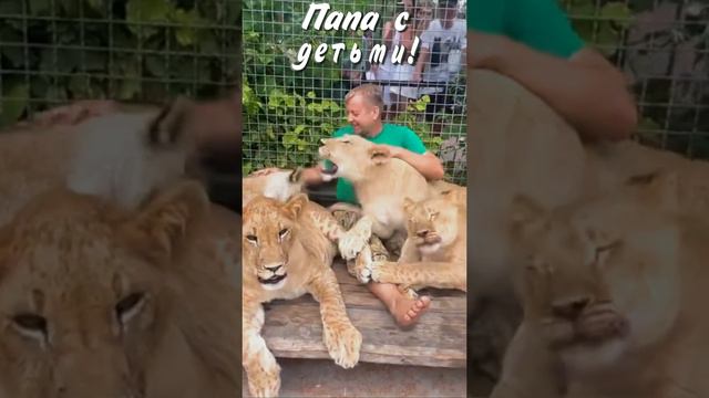 Ап, и львы у ног его сели. Олег Зубков с львятами.