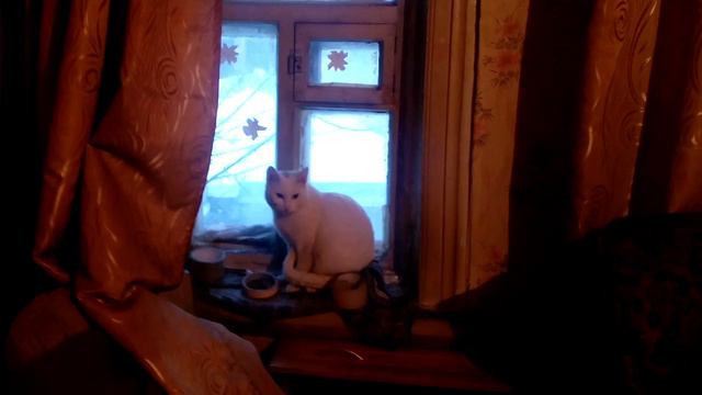 Зимой с кошками на даче