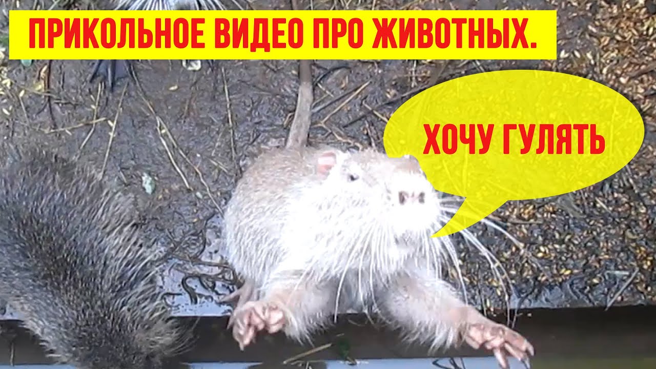 Нутрия просится погулять. Прикольное видео про животных..mp4