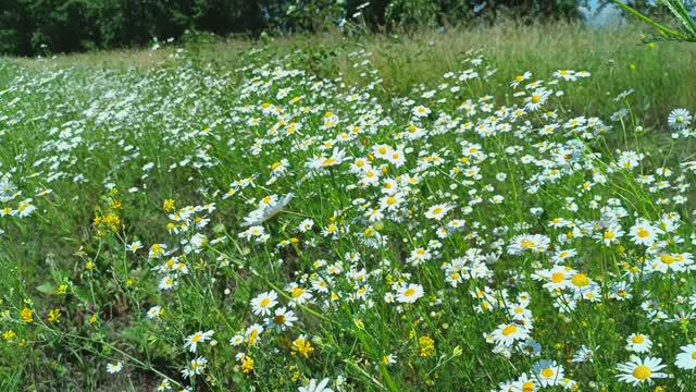 The air of the suite for the orchestra.