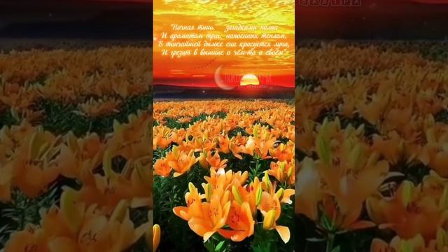 Ночная тишина загадками полна