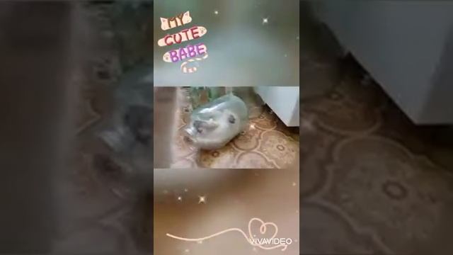 Пушистики в банке//Котята развлекаются