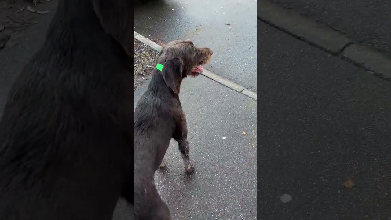 Удобная городская собака / Comfortable city dog #дратхаар