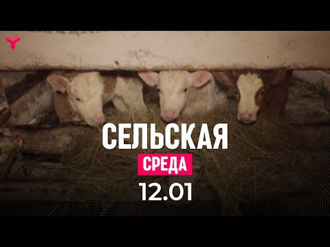 Сельская среда 12.01.2022